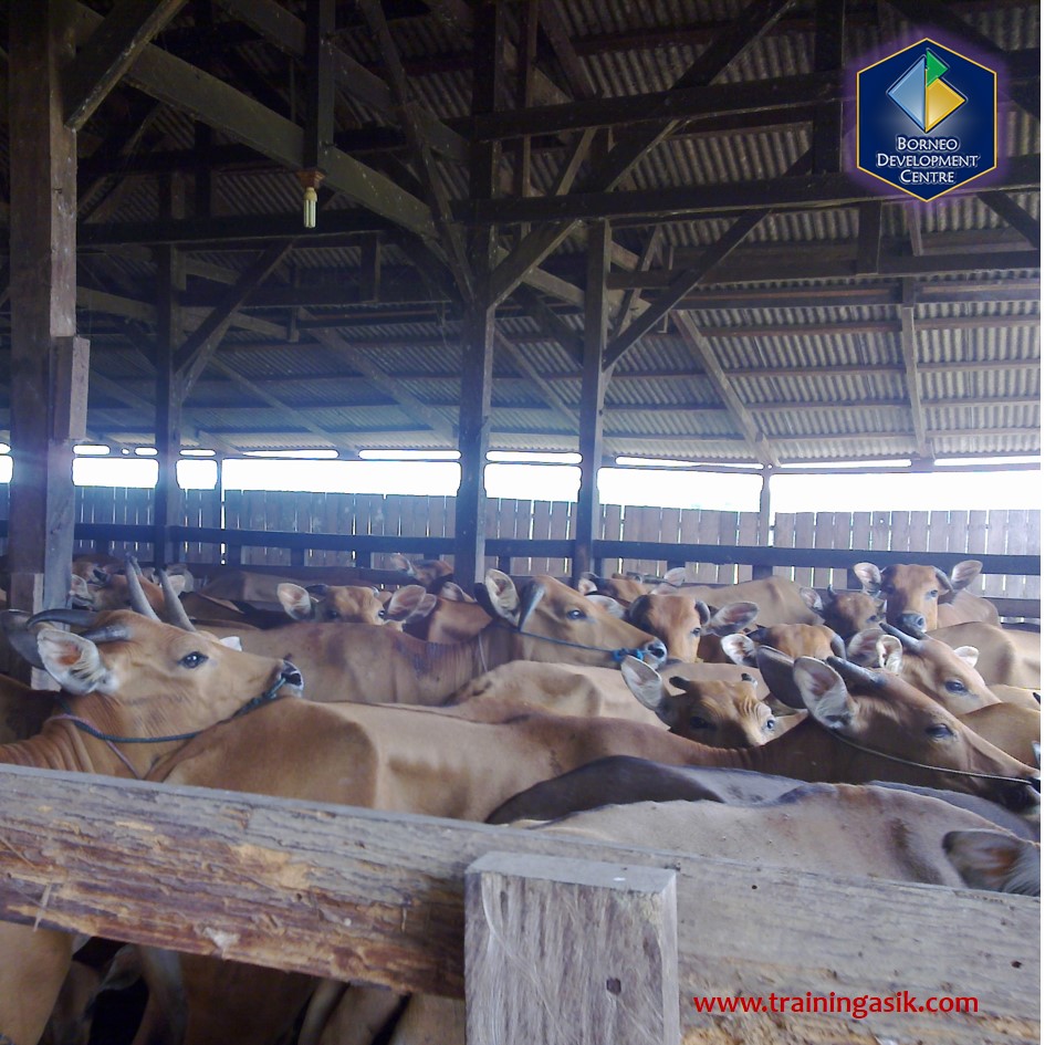 Integrasi Sapi-Sawit : Alternatif CSR di Kalteng – Pelatihan SDM ...