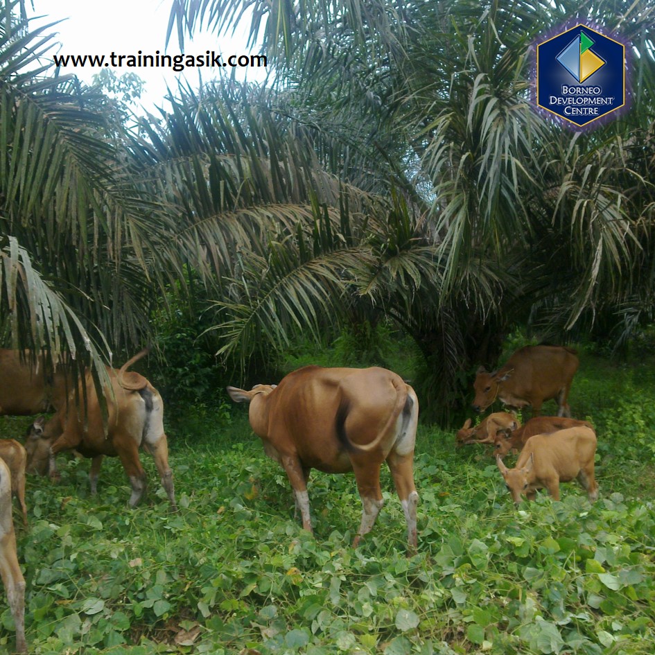 Integrasi Sapi-Sawit : Alternatif CSR di Kalteng – Pelatihan SDM ...